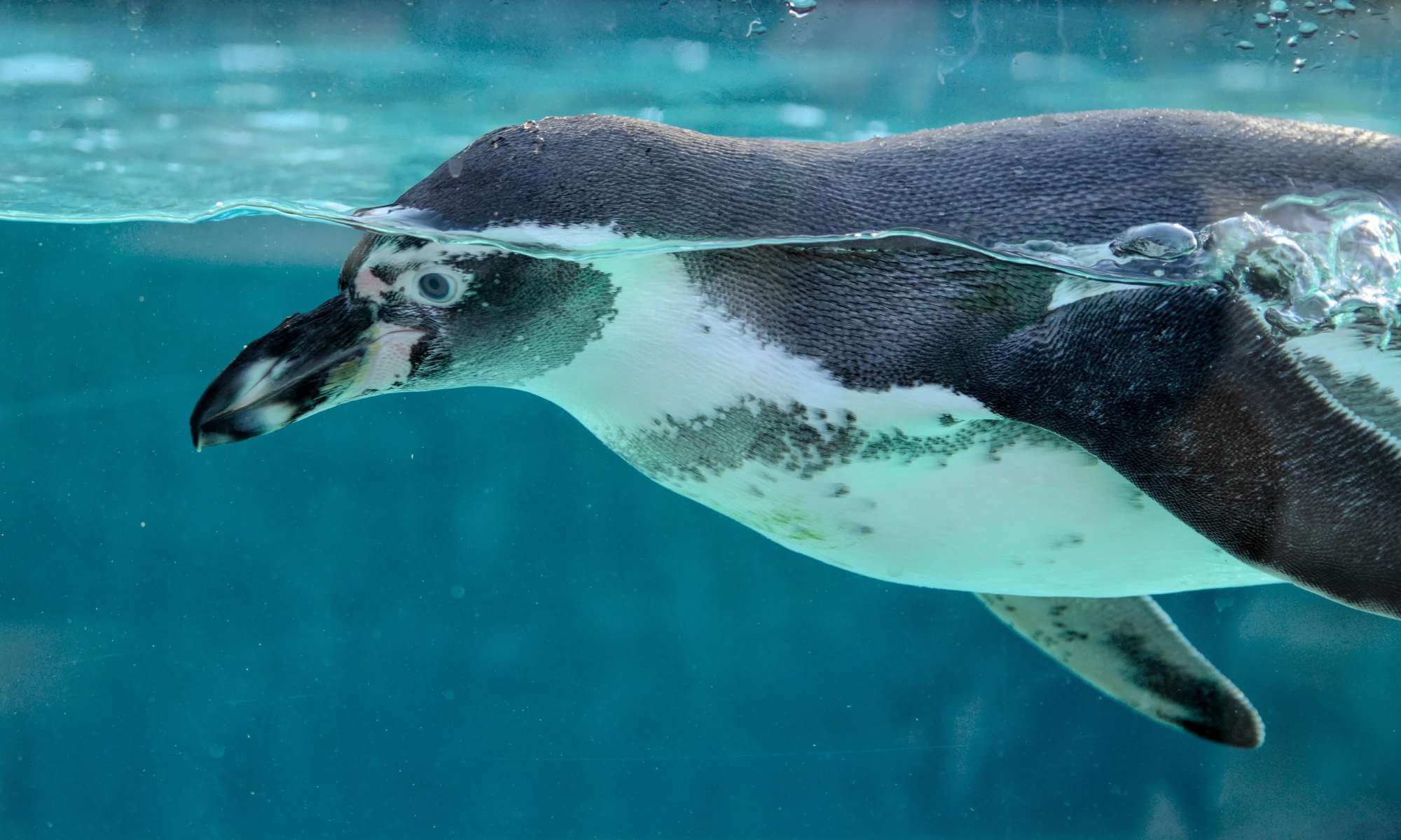 About Zoo Marketing - Marking Agency & Consulting Firm